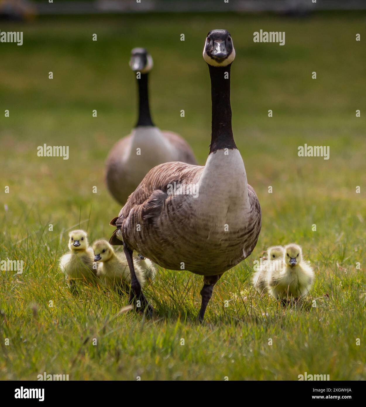 Canada geese pair walking on grass with their four yellow baby goslings ...