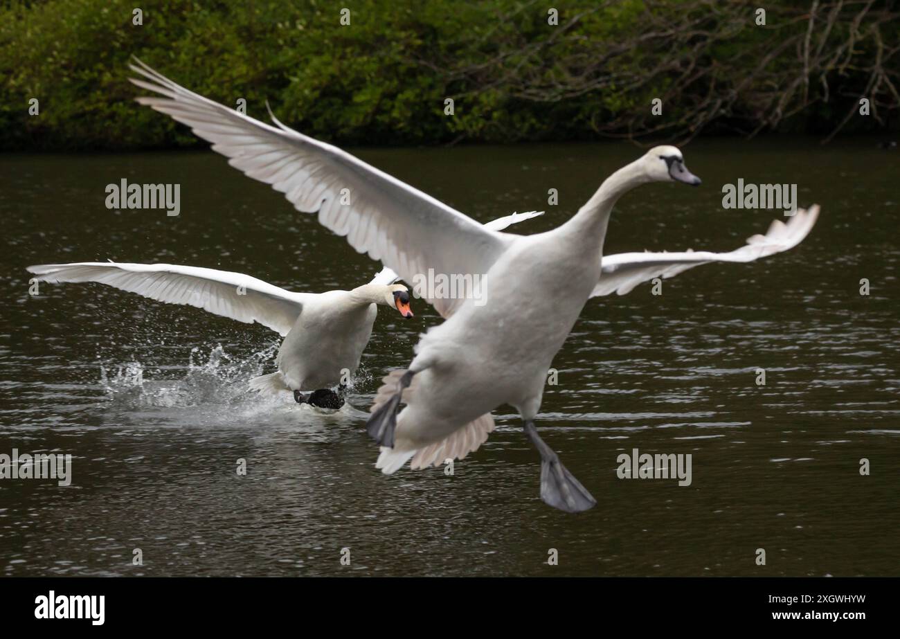 Animals birds splashing in water hi-res stock photography and images ...