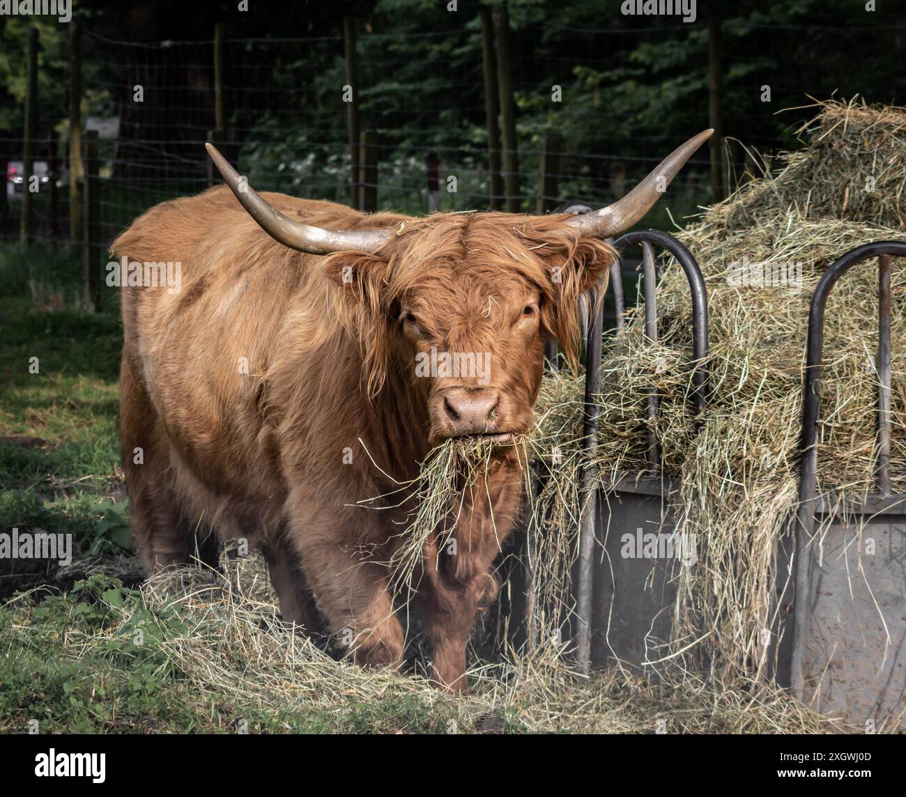 Scottish beef hi-res stock photography and images - Alamy