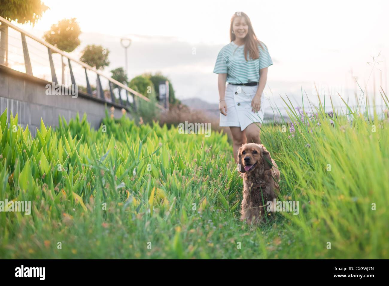 English cocker spaniel blonde hi-res stock photography and images - Alamy