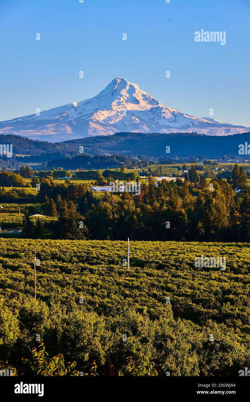 Snow-Capped Mount Hood Over Verdant Valley From Eye-Level Perspective ...