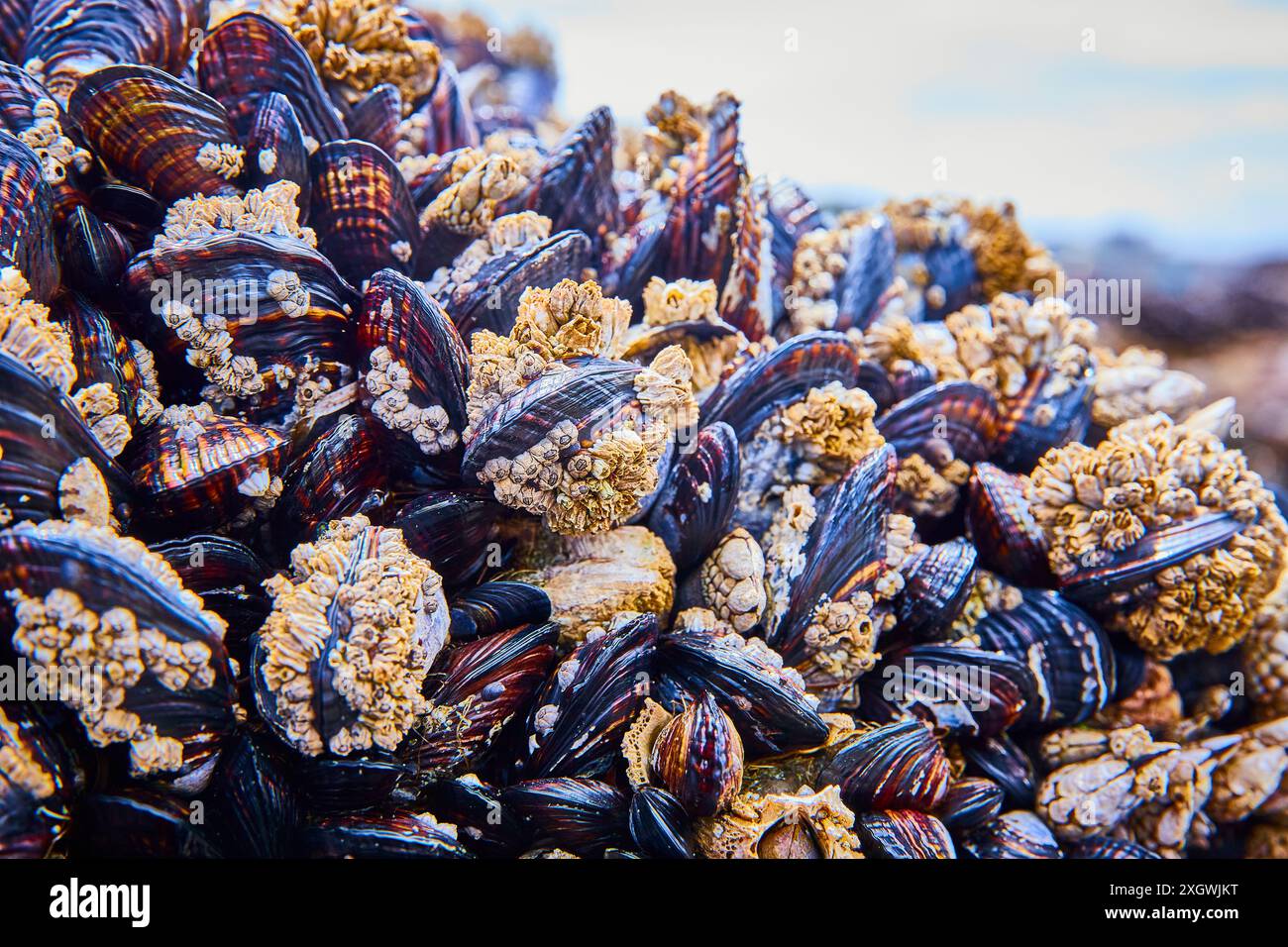 Marine Life Close-Up: Mussels and Barnacles in Vibrant Tide Pool Stock ...