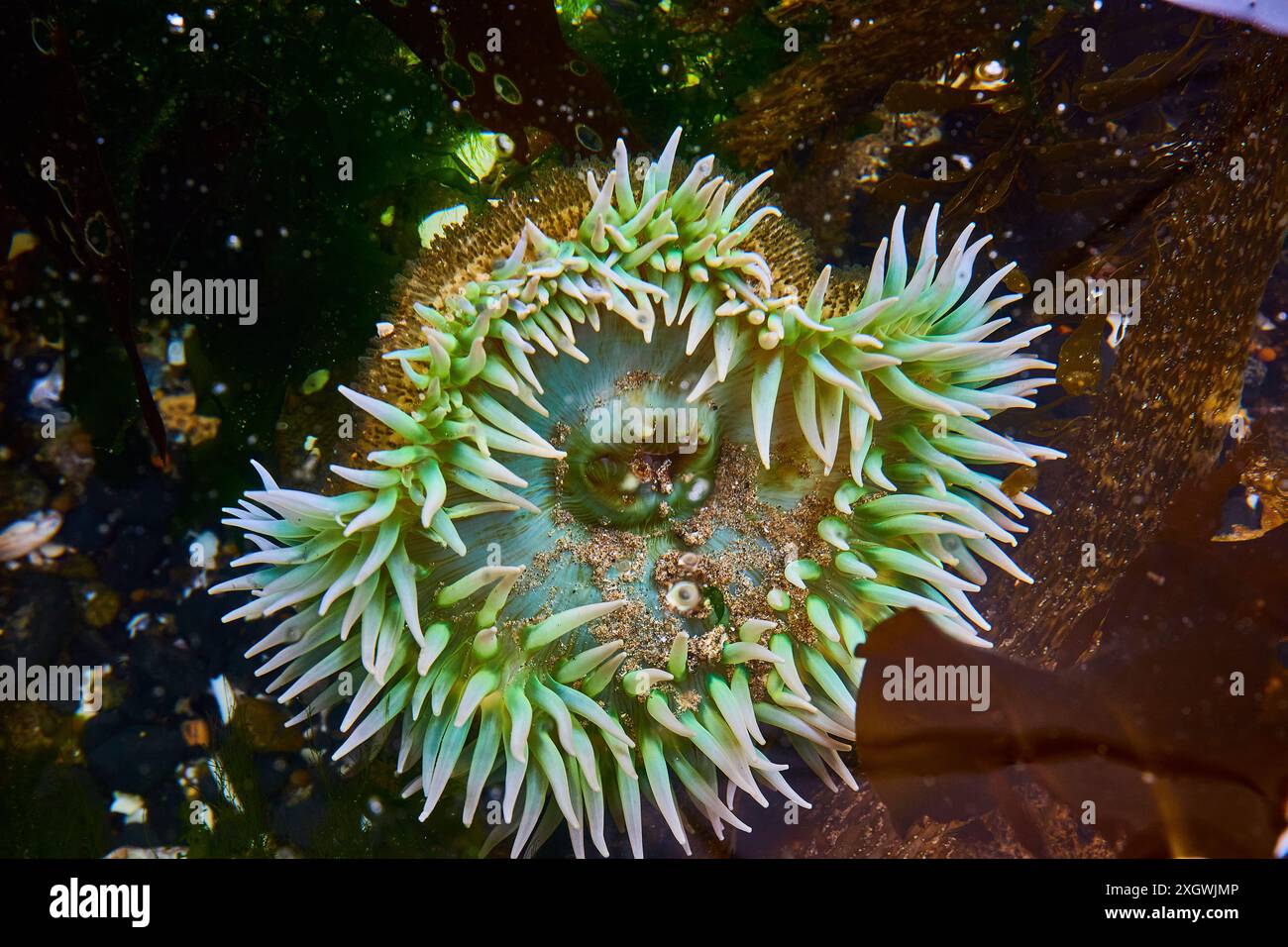 Sea anemone in rock pool hi-res stock photography and images - Alamy