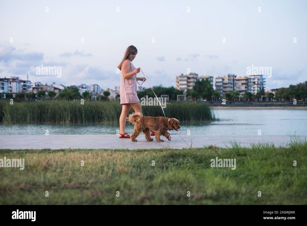 English cocker spaniel blonde hi-res stock photography and images - Alamy