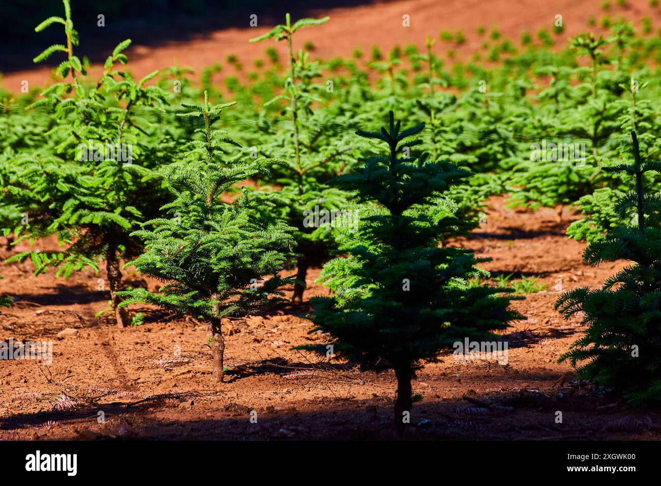 Plantation Pines Tree Farm