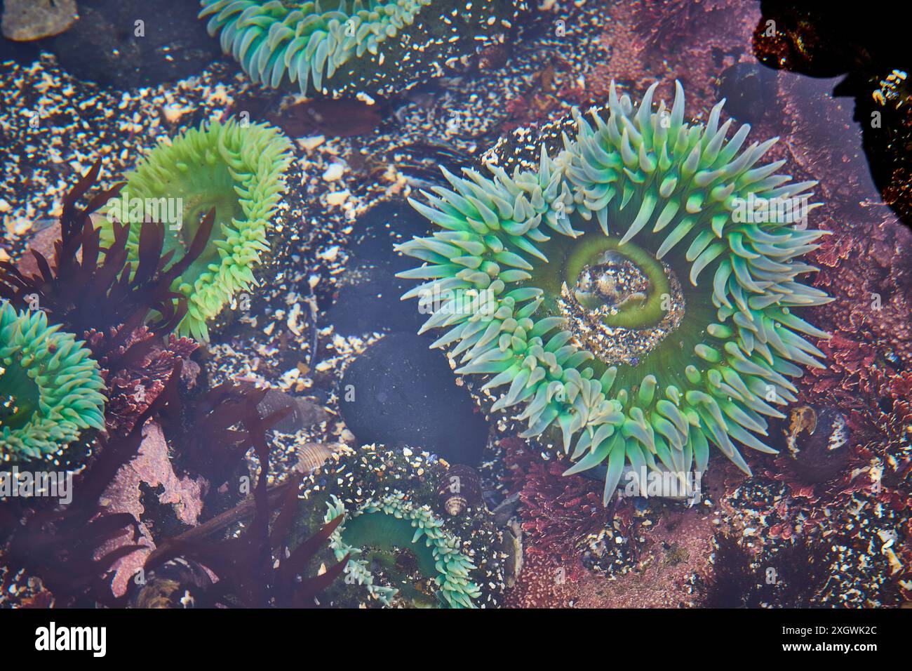 Vivid Green Sea Anemones in Shallow Tide Pool Top View Stock Photo - Alamy
