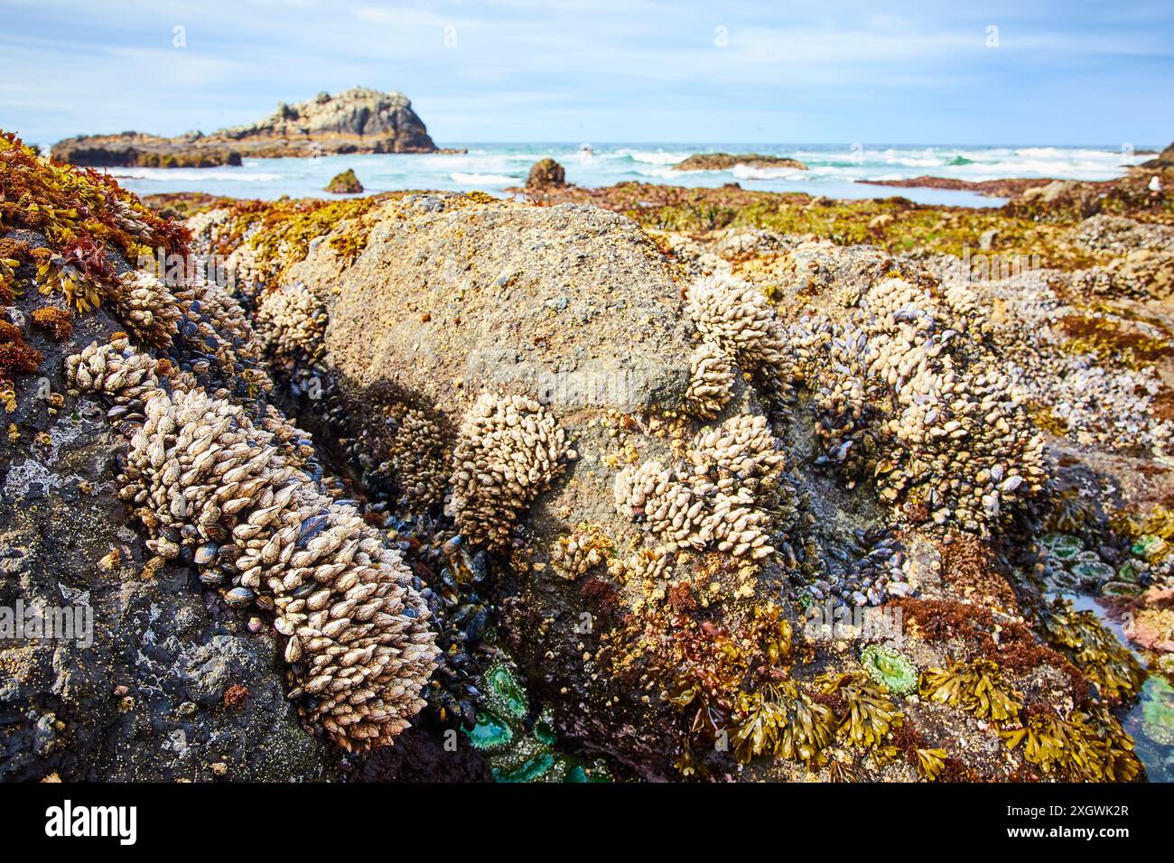 Tidal Rock Pool with Barnacles and Seaweed at Eye-Level in Newport ...