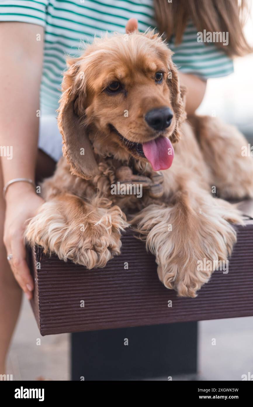 Cocker spaniel dog lying on a bench Stock Photo - Alamy