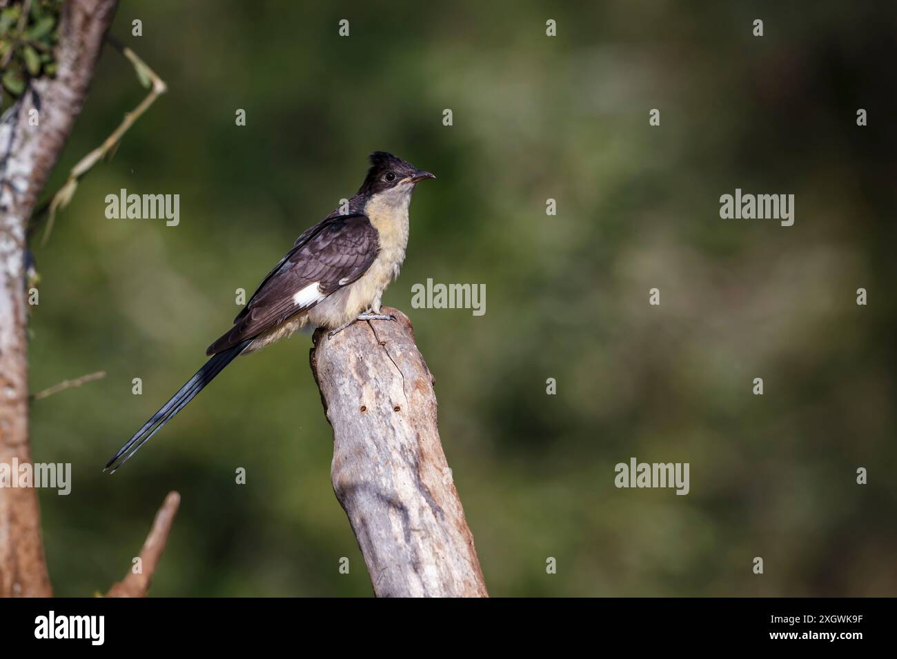 Pied Cuckoo standing on a log isolated in blur background in Kruger ...