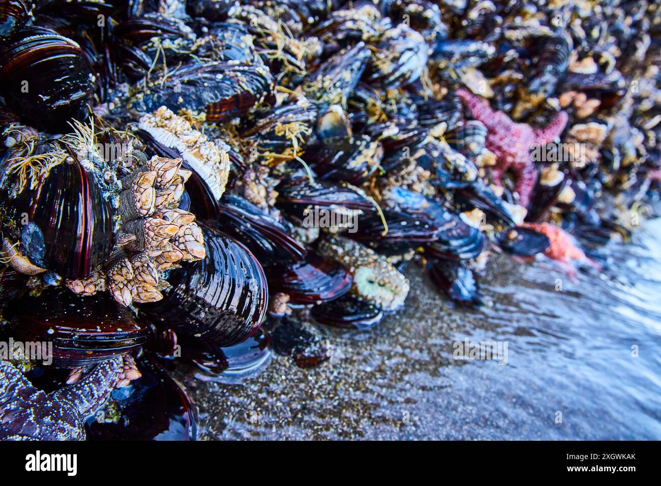 Mussels and Starfish in Tidal Pool Close-Up Perspective Stock Photo - Alamy