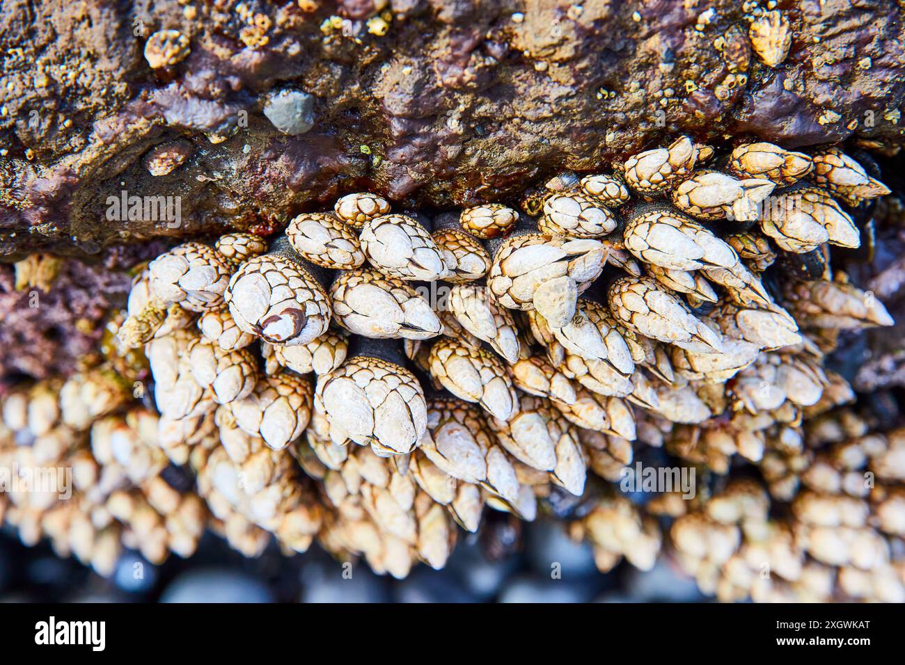 Organisms surface patterns hi-res stock photography and images - Alamy
