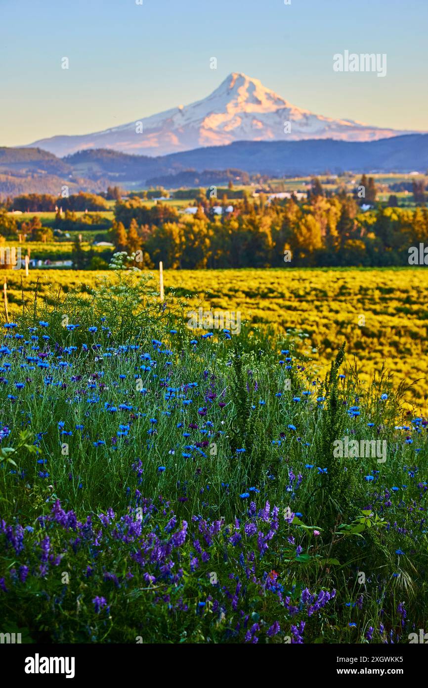 Mount Hood Snow-Capped Peak and Wildflowers at Golden Hour Stock Photo ...