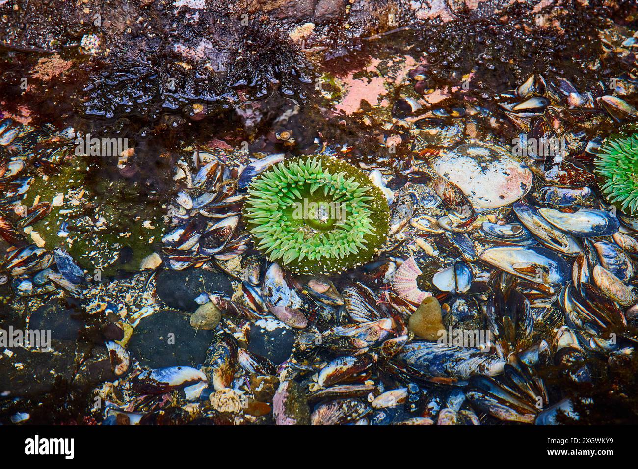 Vibrant Tide Pool with Green Anemone and Mussels Eye Level Perspective ...