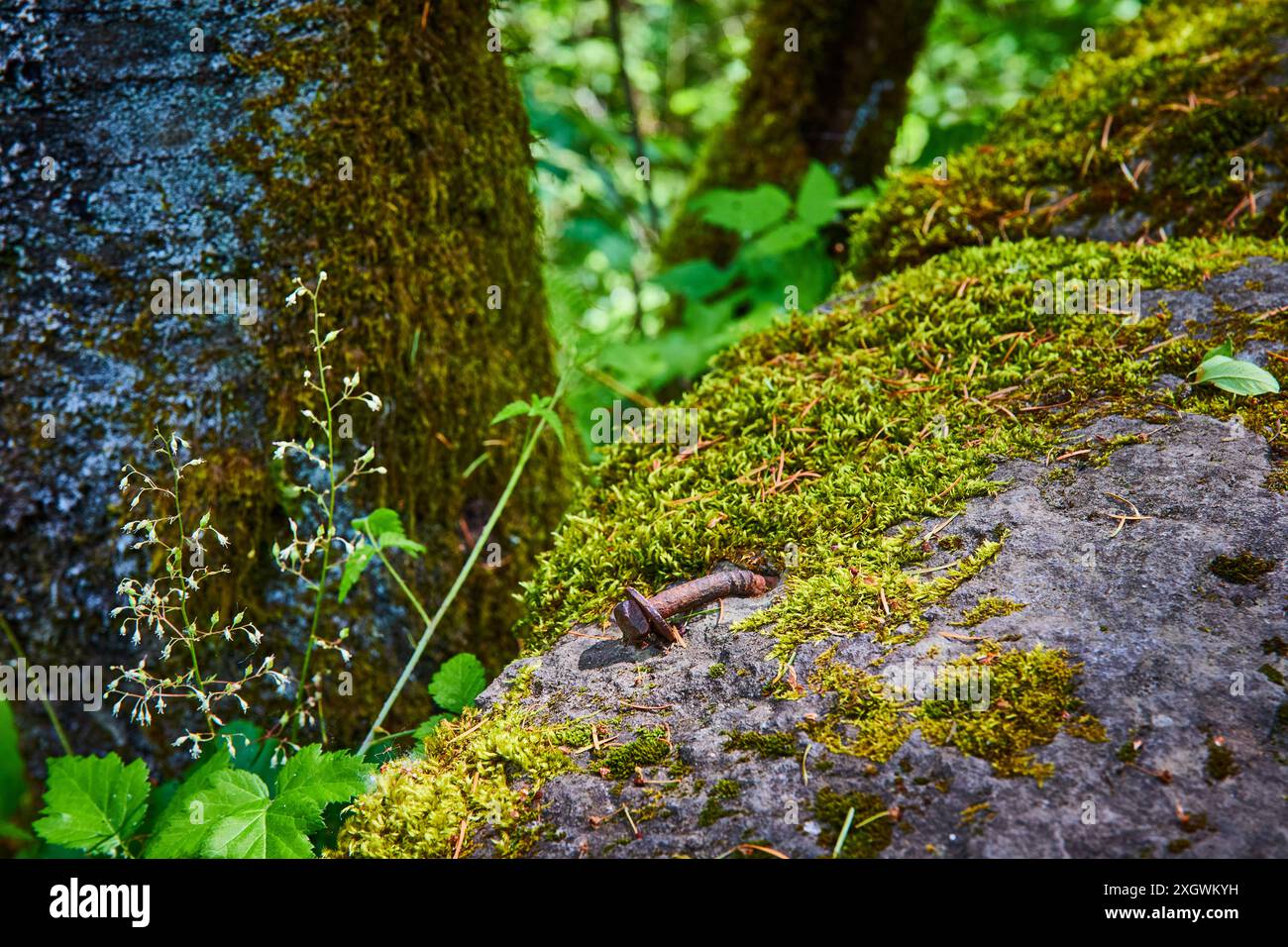 Moss-Covered Rock and Tree Trunk with Rusted Bolts Close-Up Stock Photo ...
