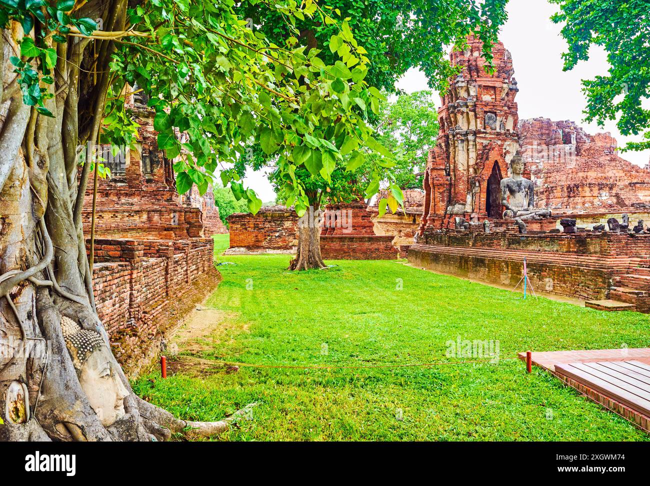 The head of Buddha statue in banyan tree roots in ancient temple of Wat ...