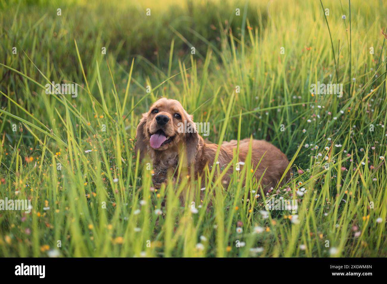 American cocker spaniel jumping hi-res stock photography and images - Alamy