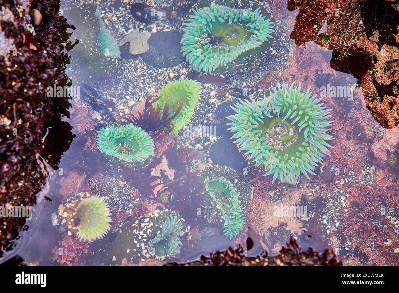Vibrant Sea Anemones in Tidal Pool Close-Up Stock Photo - Alamy