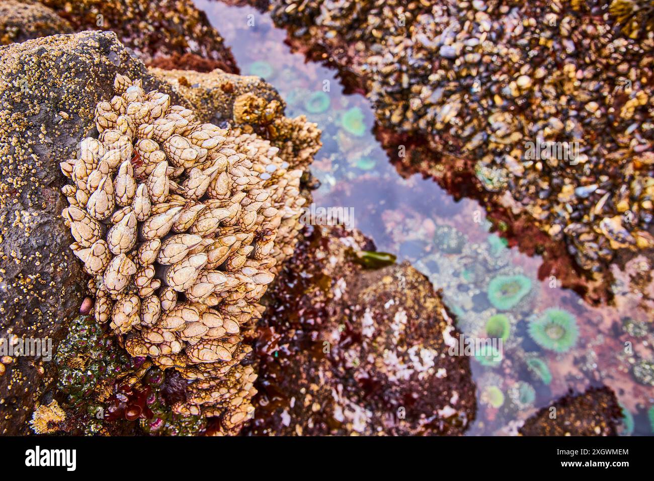 Barnacles and Sea Anemones in Tide Pool Close-Up at Yaquina Head Stock ...