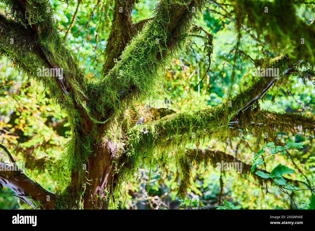 Gnarled branches and canopy hi-res stock photography and images - Alamy