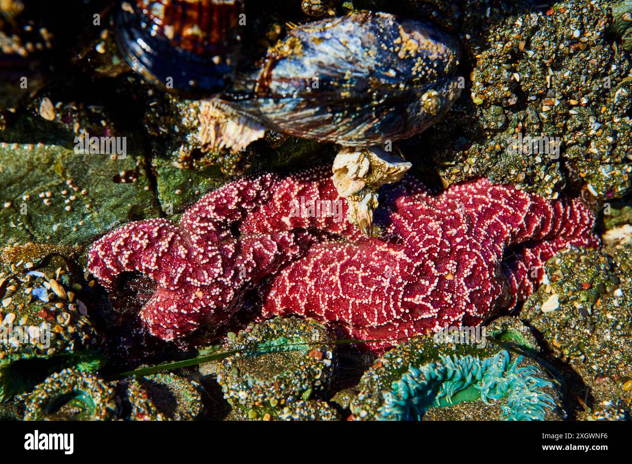Biodiversity corridor hi-res stock photography and images - Alamy