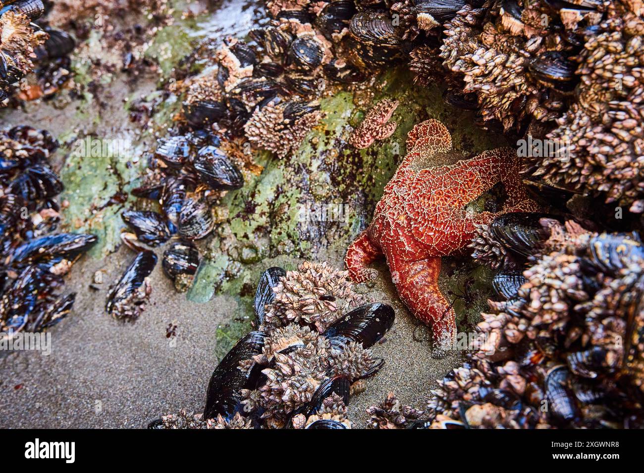 Red Starfish and Mussels in Tidal Pool Close-Up at Whaleshead Beach ...