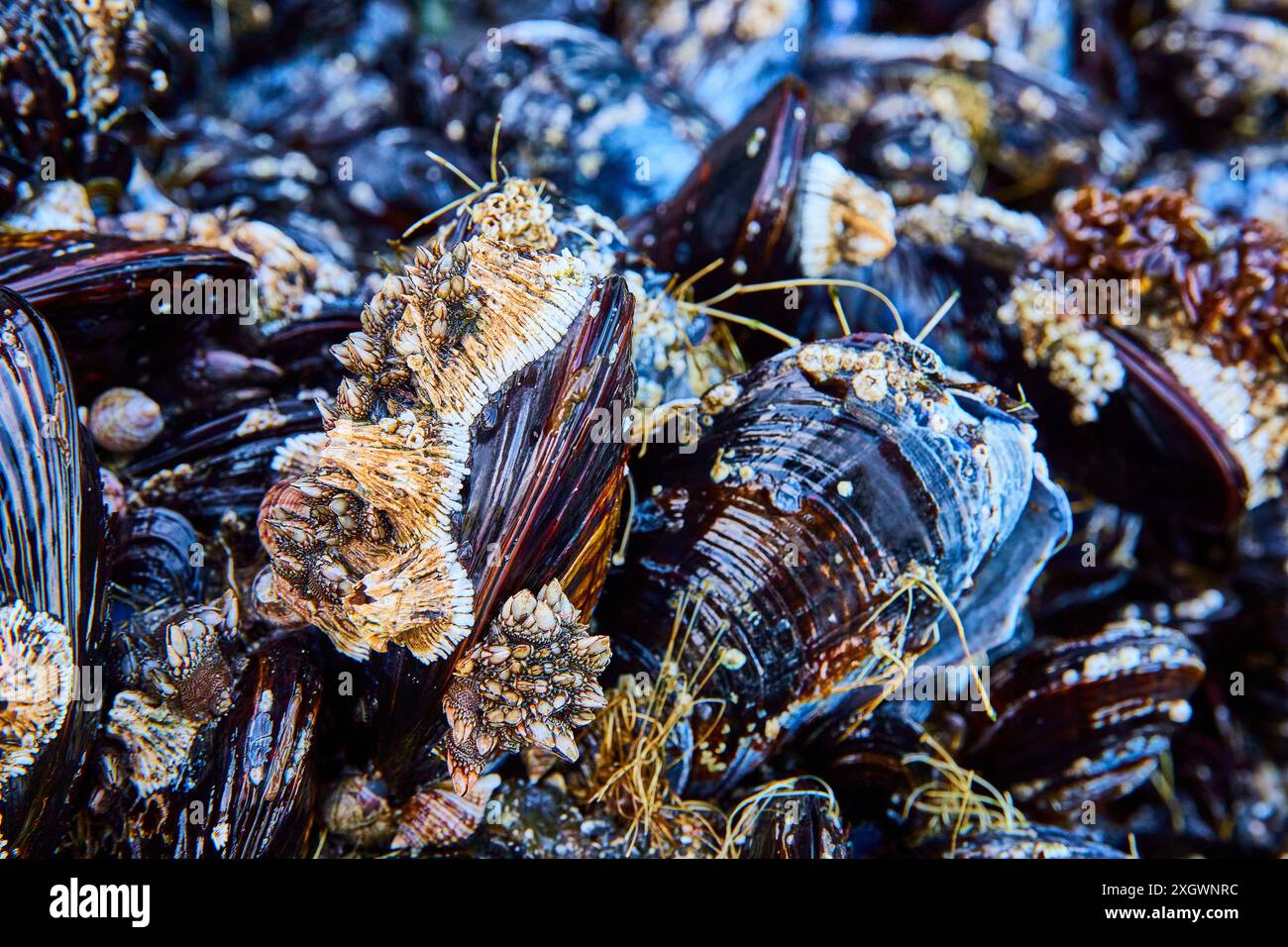 Cluster of Marine Mussels and Seaweed Close-up in Tide Pool Stock Photo ...