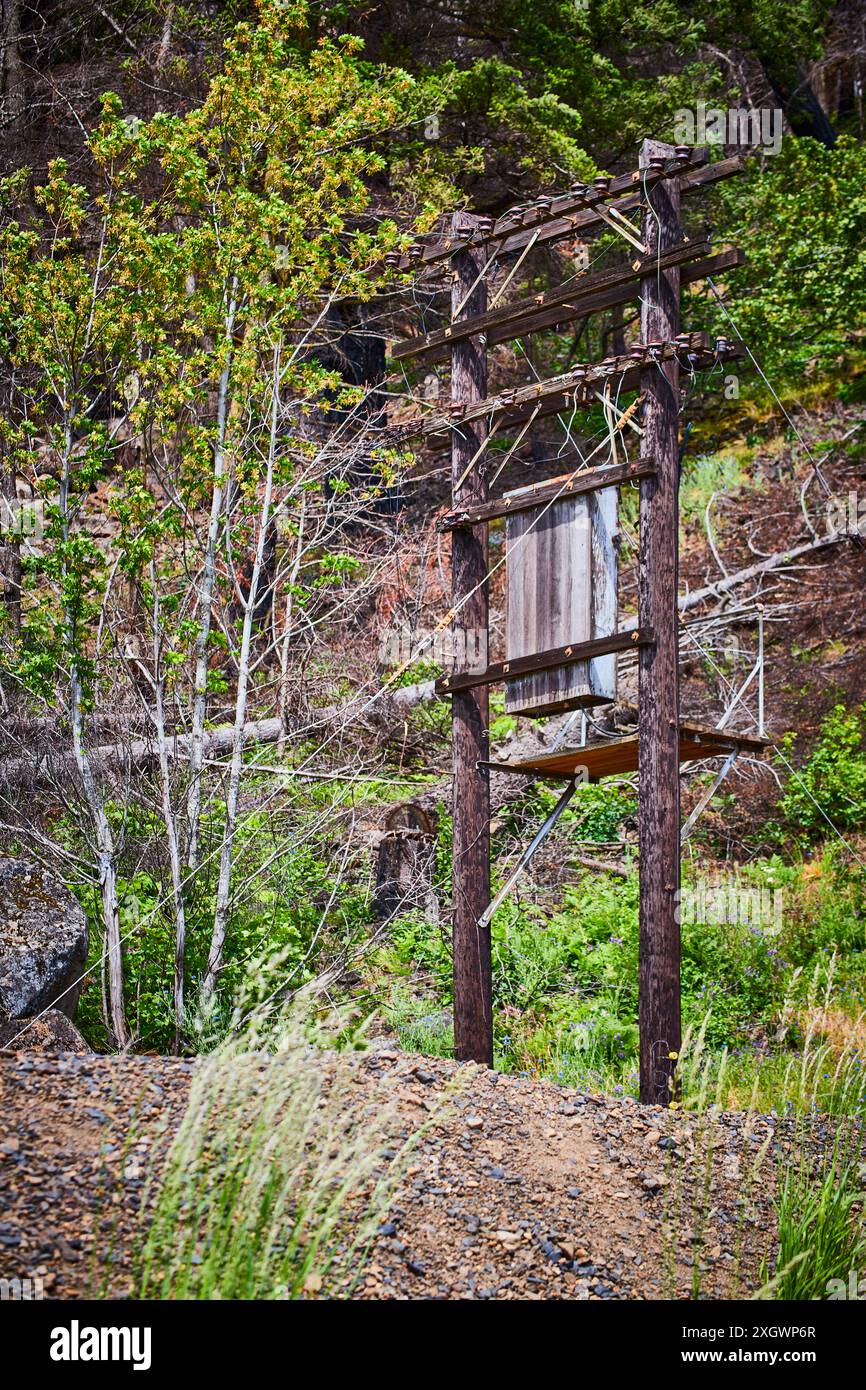 Rustic Telegraph Pole in Overgrown Forest Daytime Perspective Stock ...