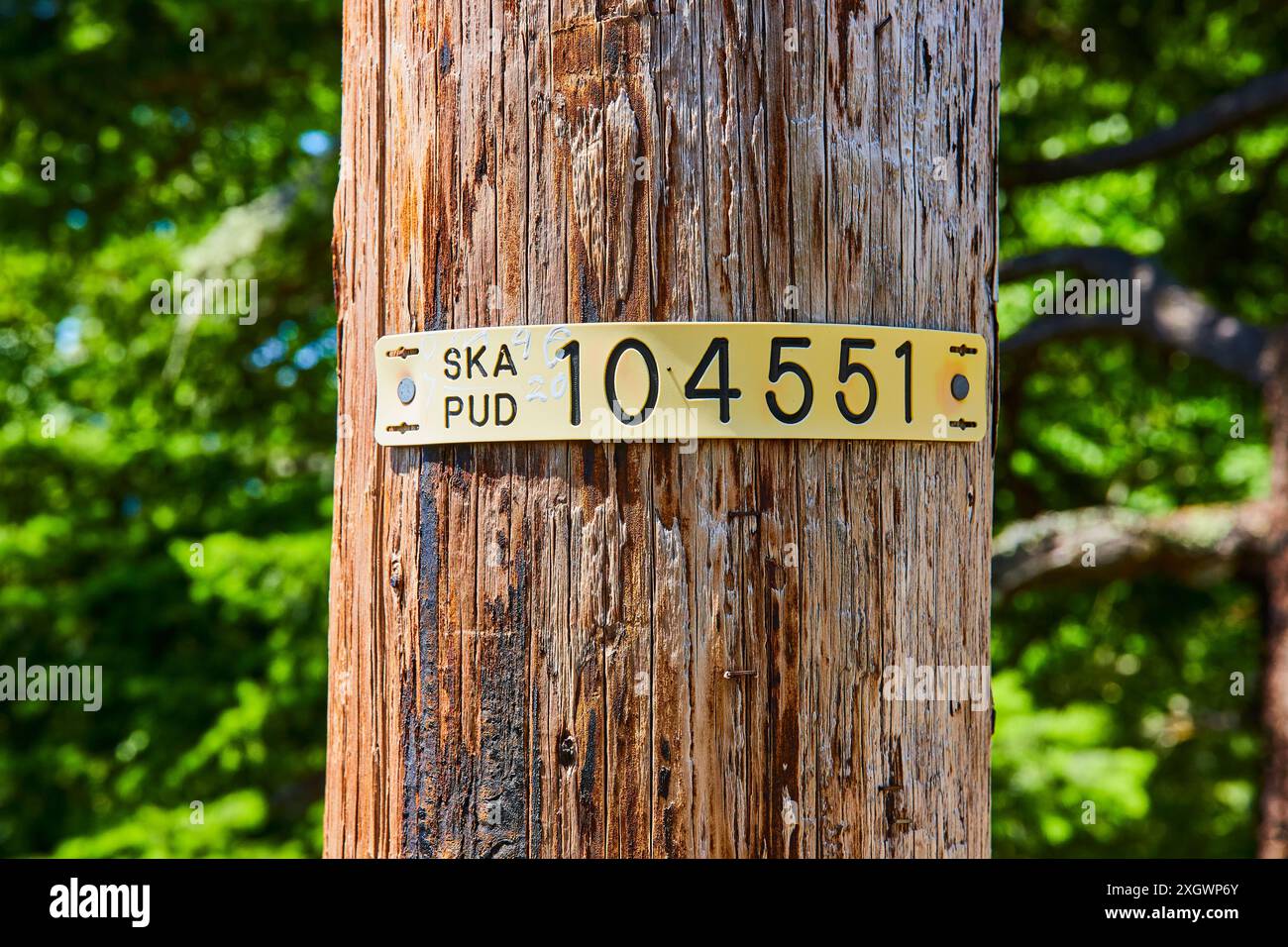 Rustic Utility Pole with Yellow Identification Plate in Forested ...