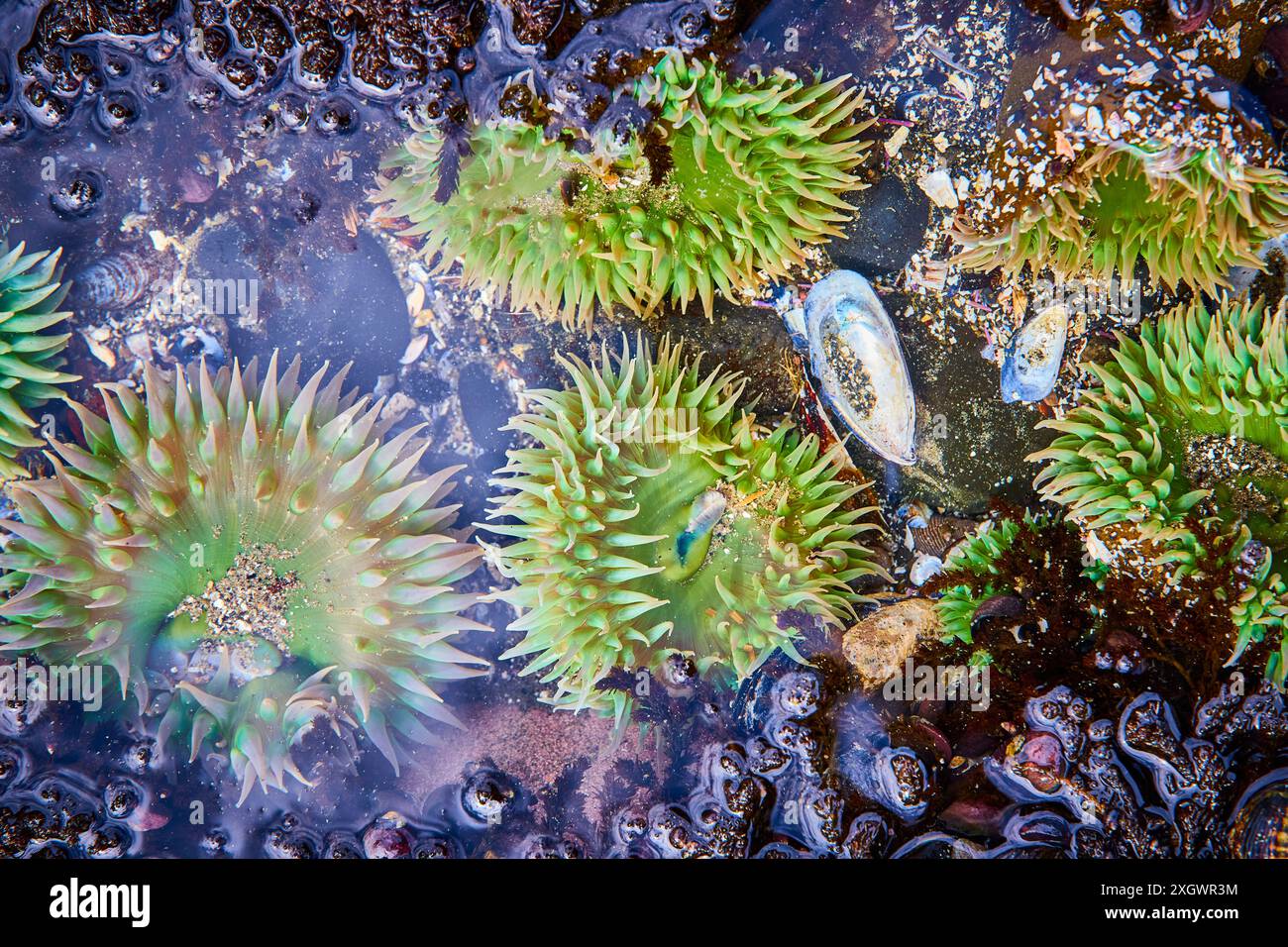 Green Sea Anemones and Mussel Shells in Vibrant Tidal Pool Close-Up ...