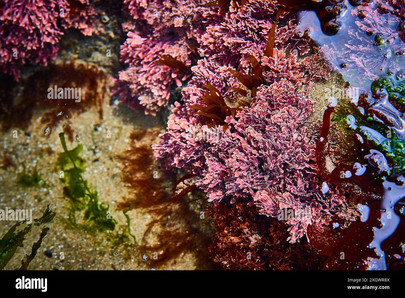 Intricate world of marine life hi-res stock photography and images - Alamy