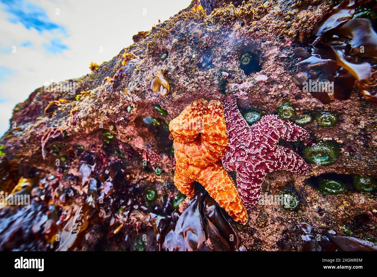 Rock pool sea anemones starfish hi-res stock photography and images - Alamy