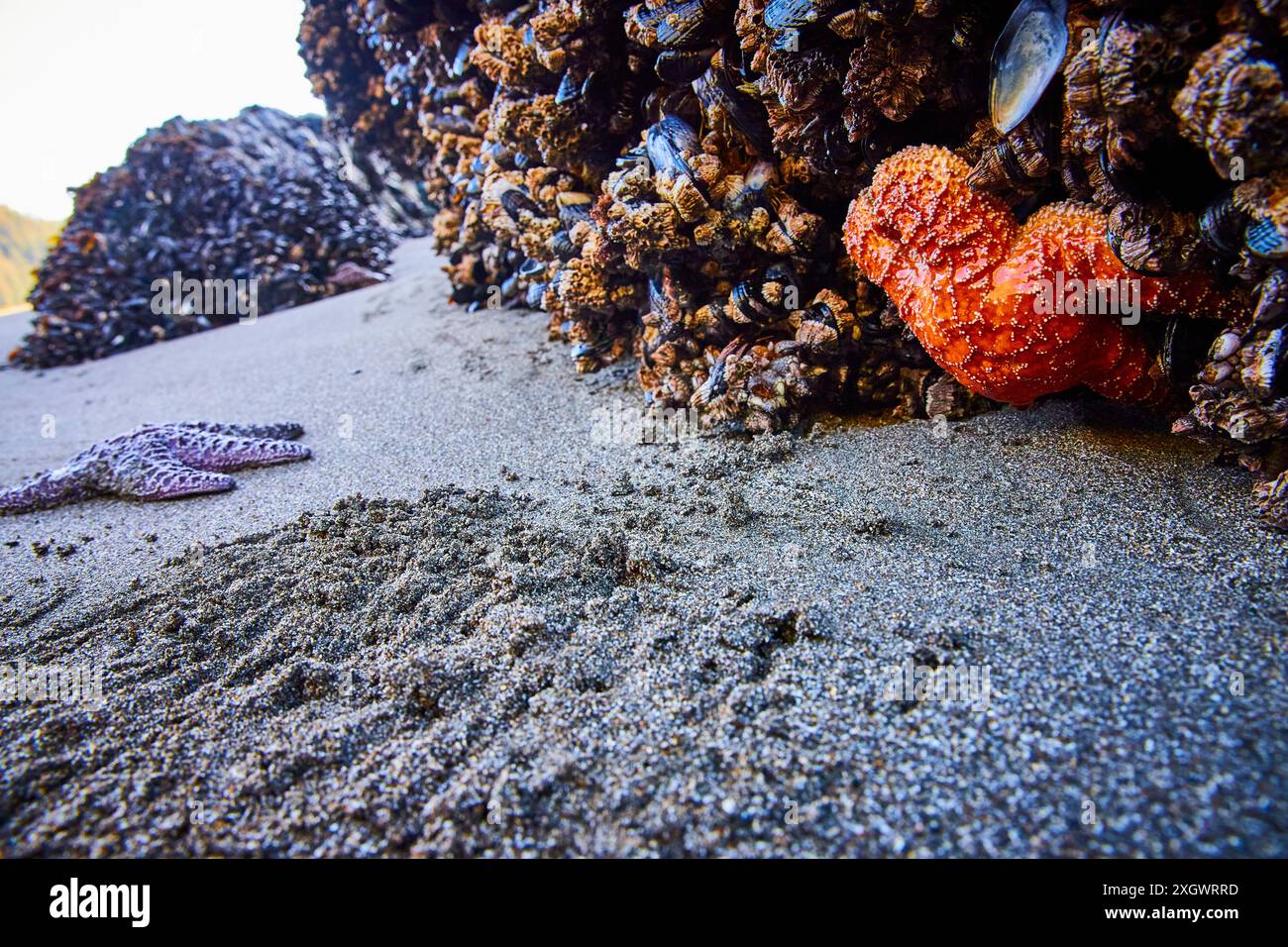Marine Life and Barnacle Rocks at Low Tide, Close-Up Perspective Stock ...