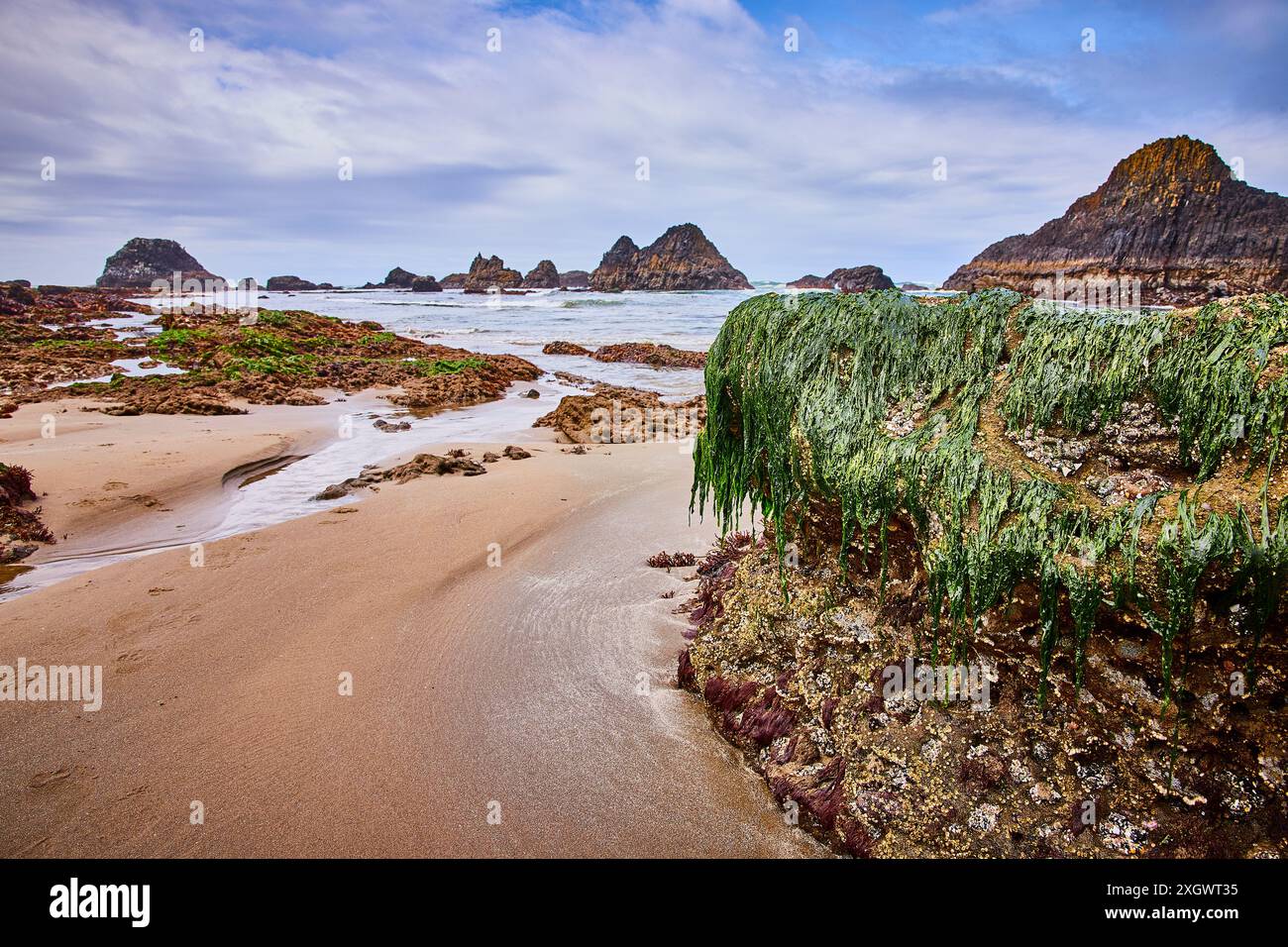 Seaweed-Covered Rock and Sea Stacks on Oregon Coast at Eye Level Stock ...