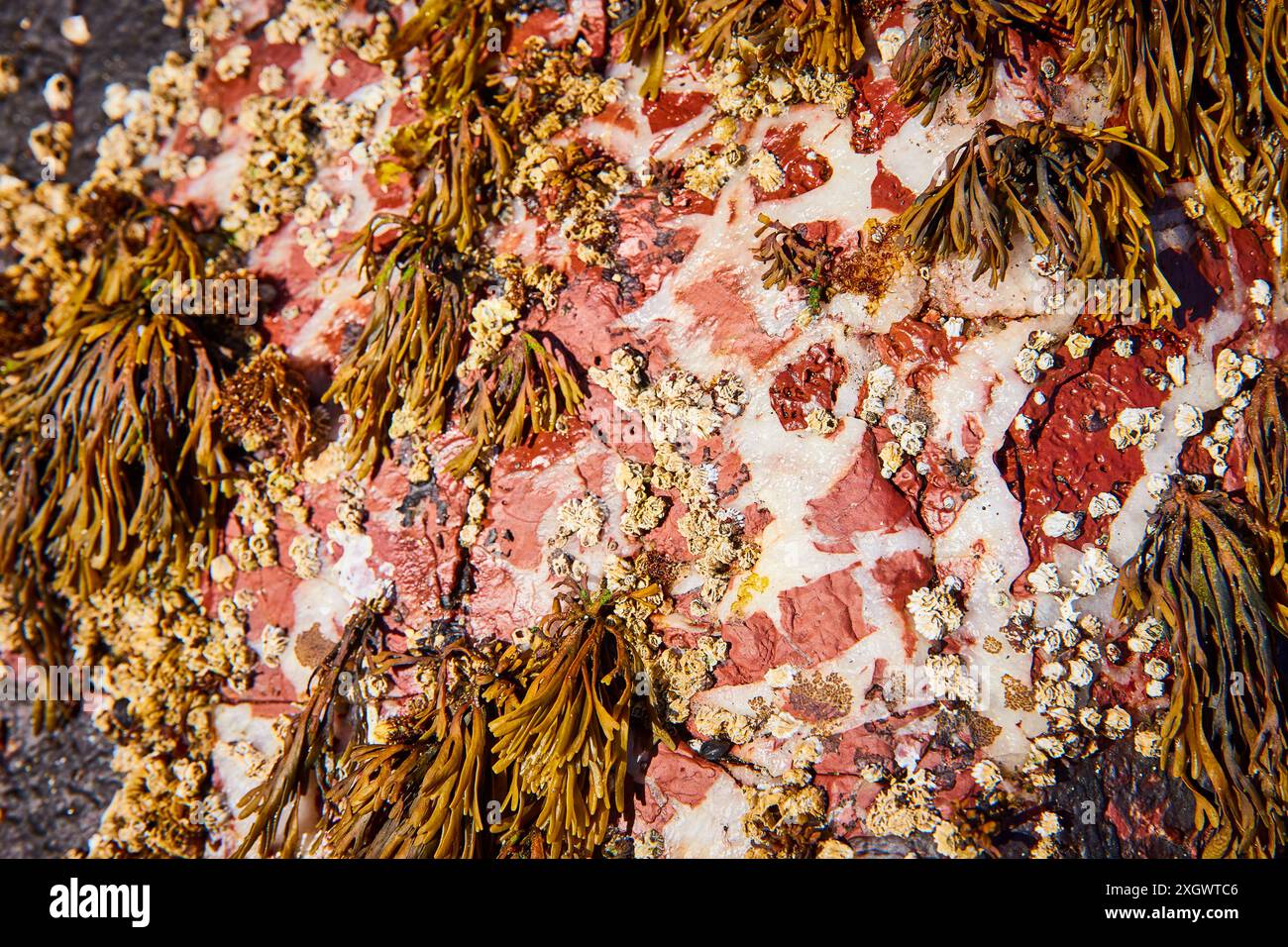 Rock pool illustration hi-res stock photography and images - Alamy