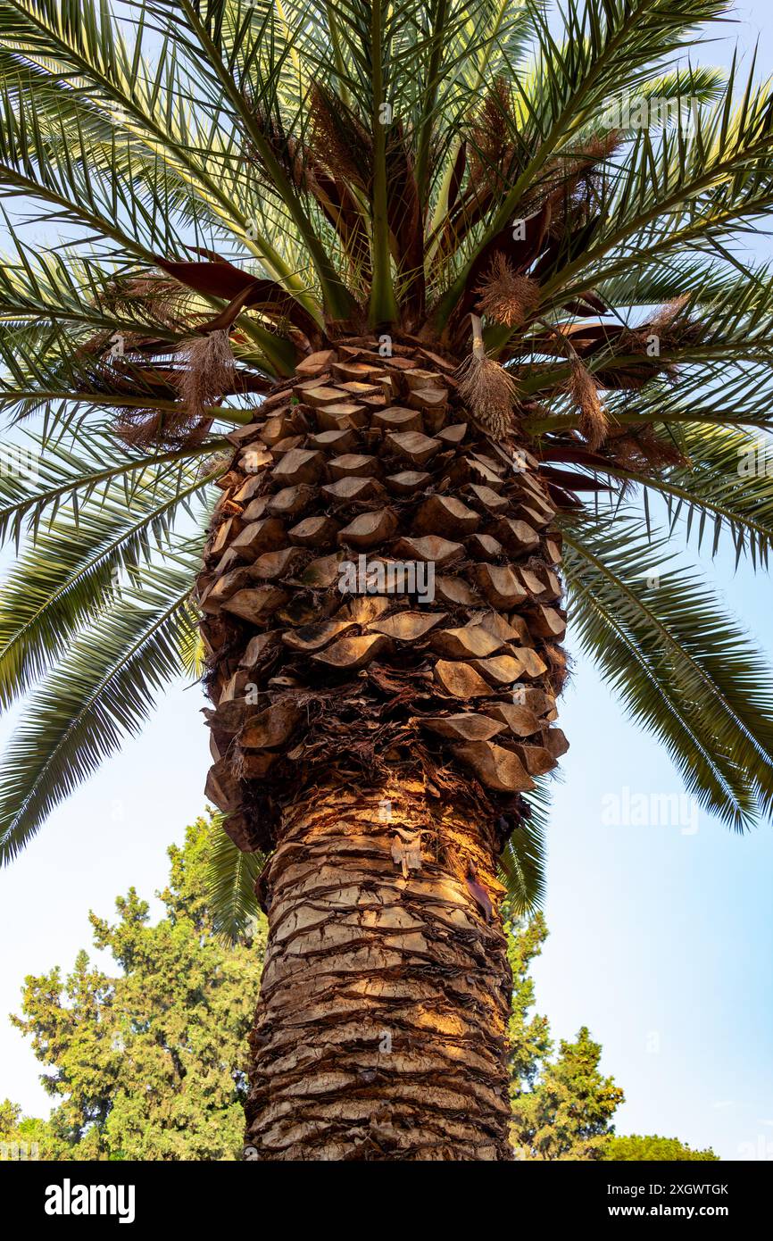 Scenic palm tree trail hi-res stock photography and images - Alamy
