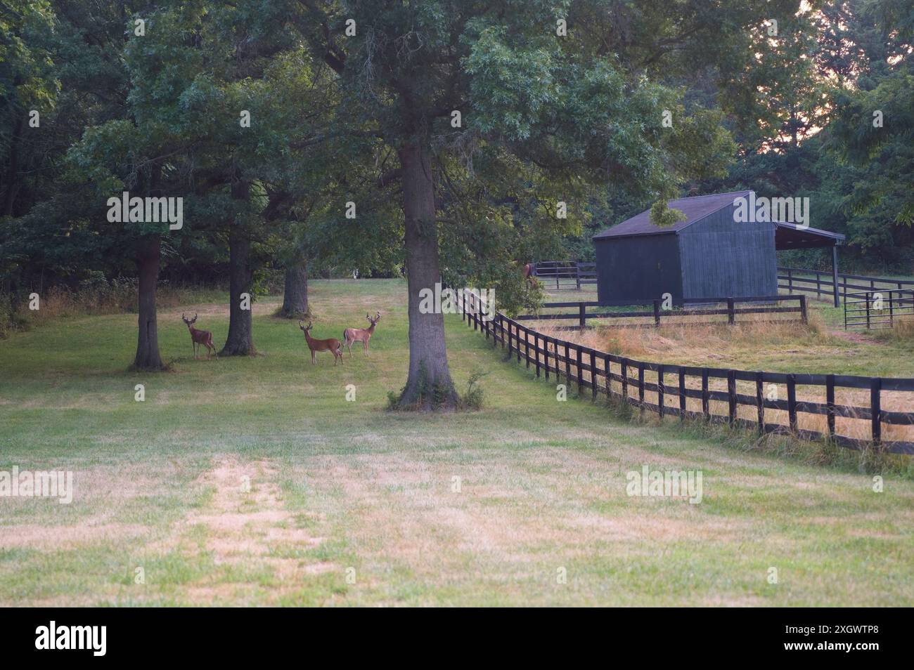 UNITED STATES - July 10, 2024: White-tailed bucks run the fence line ...