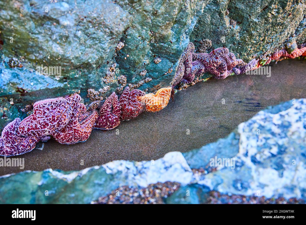 Vibrant Starfish in Tide Pool Close-Up at Whaleshead Beach Stock Photo ...