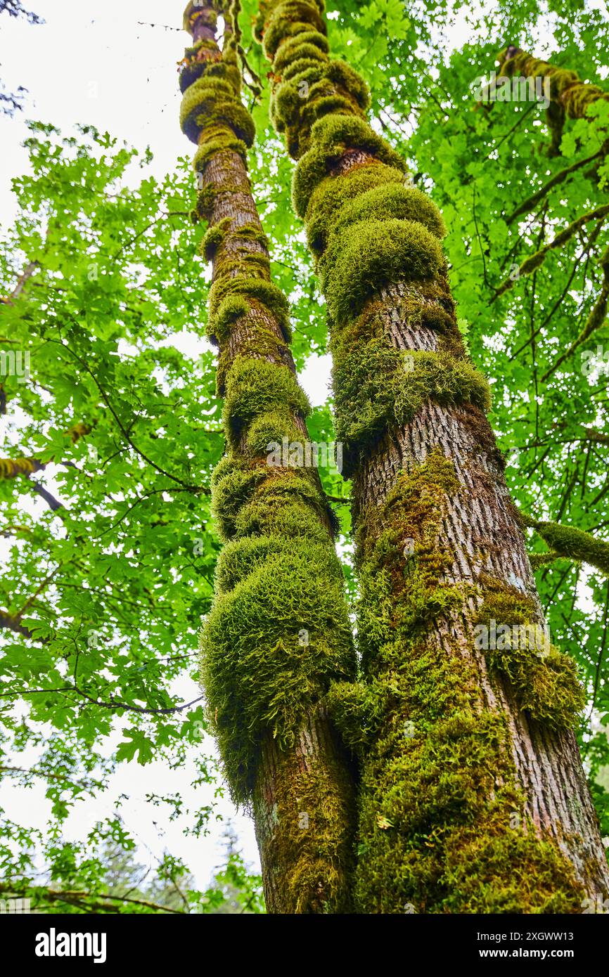 Moss-Covered Trees Reaching Up Through Lush Canopy from Ground ...