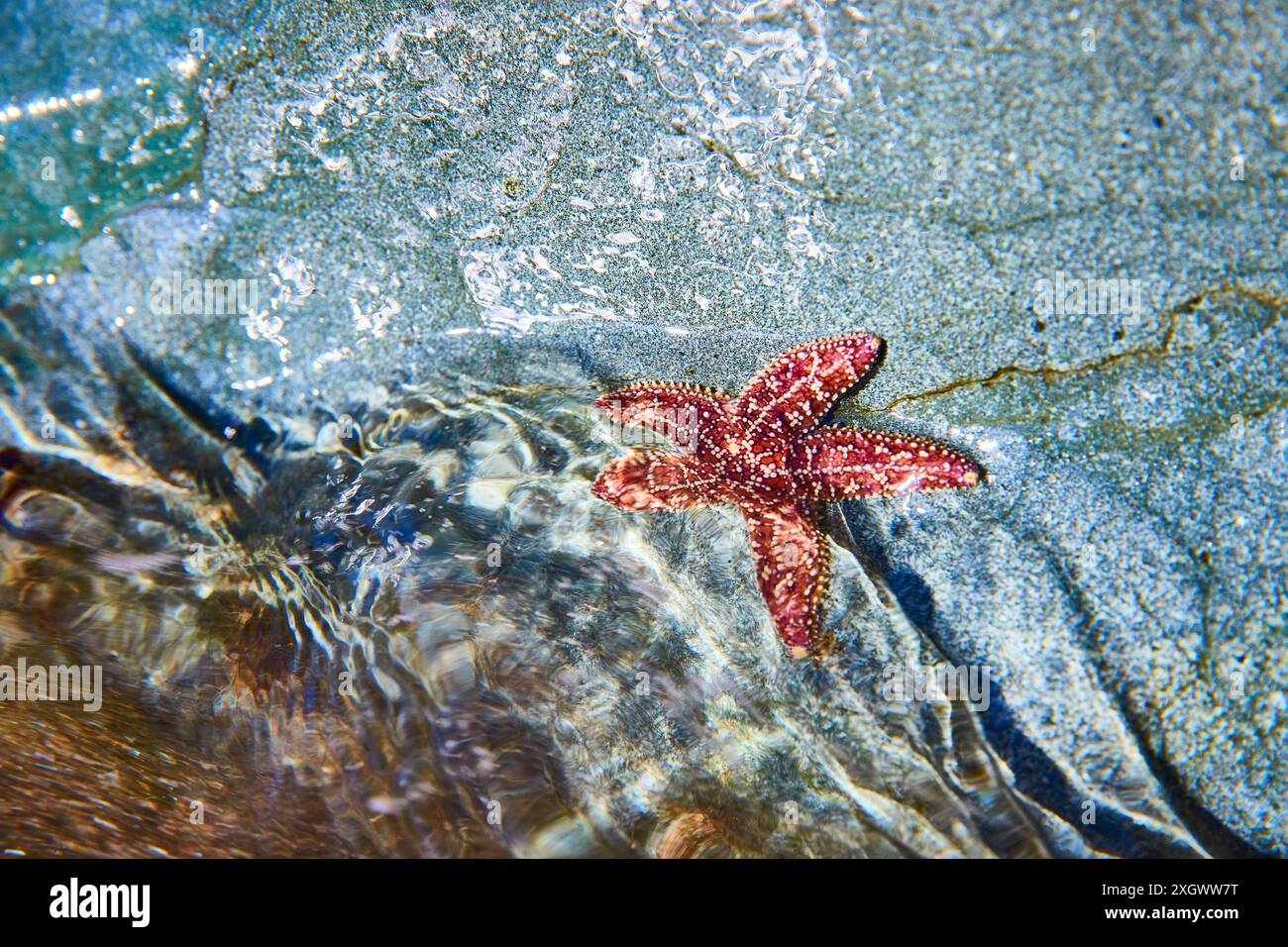 Starfish motion hi-res stock photography and images - Alamy