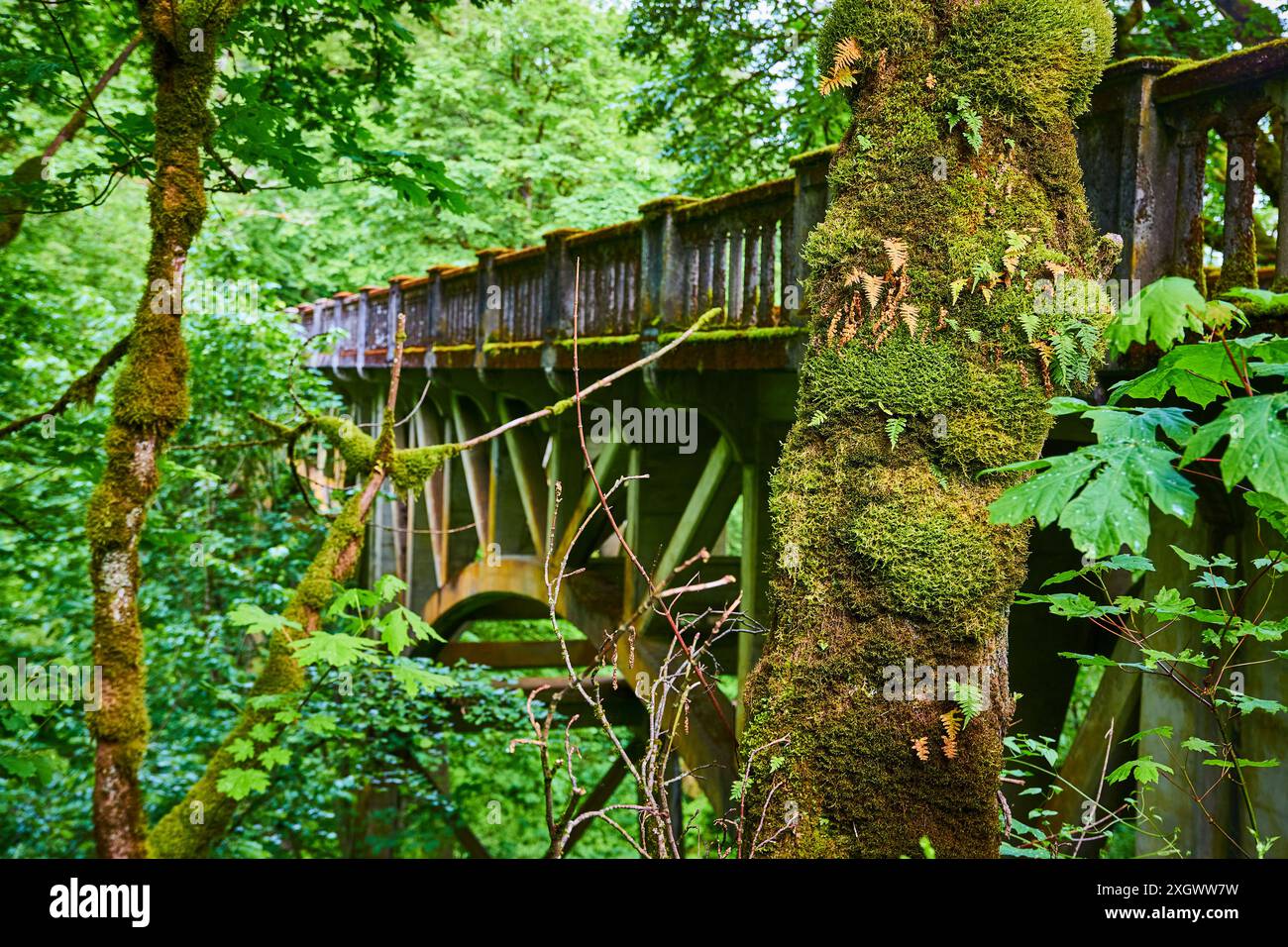 Moss-Covered Bridge in Lush Forest Canopy Eye-Level Perspective Stock ...