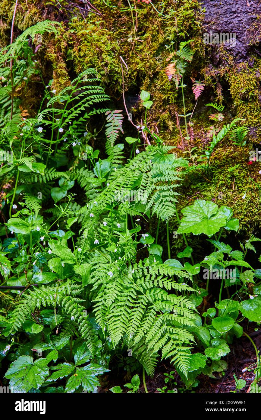 Lush Woodland Ferns and Moss with White Wildflowers from Eye Level ...