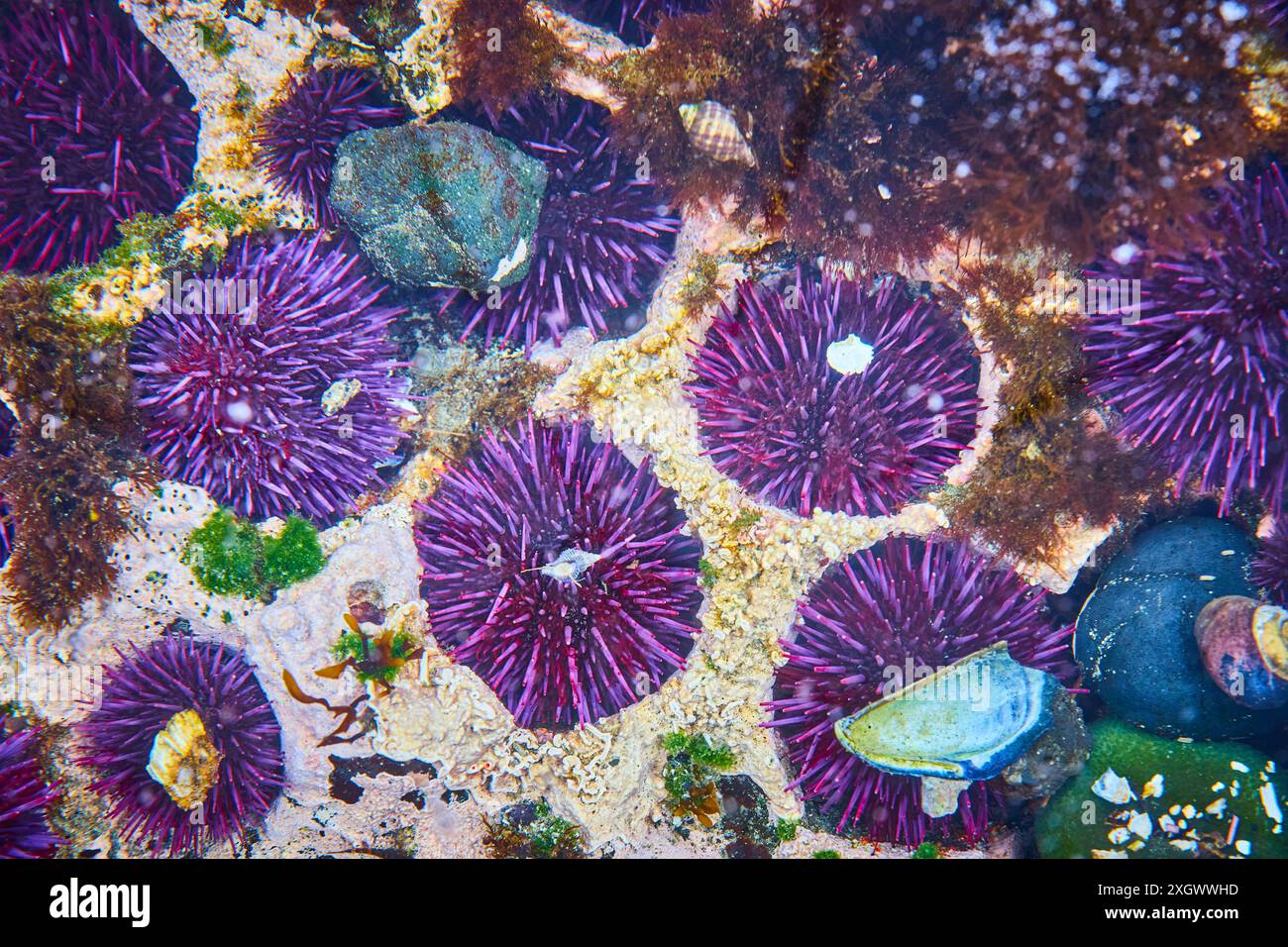 Purple Sea Urchins in Vibrant Tide Pool Ecosystem from Above Stock ...