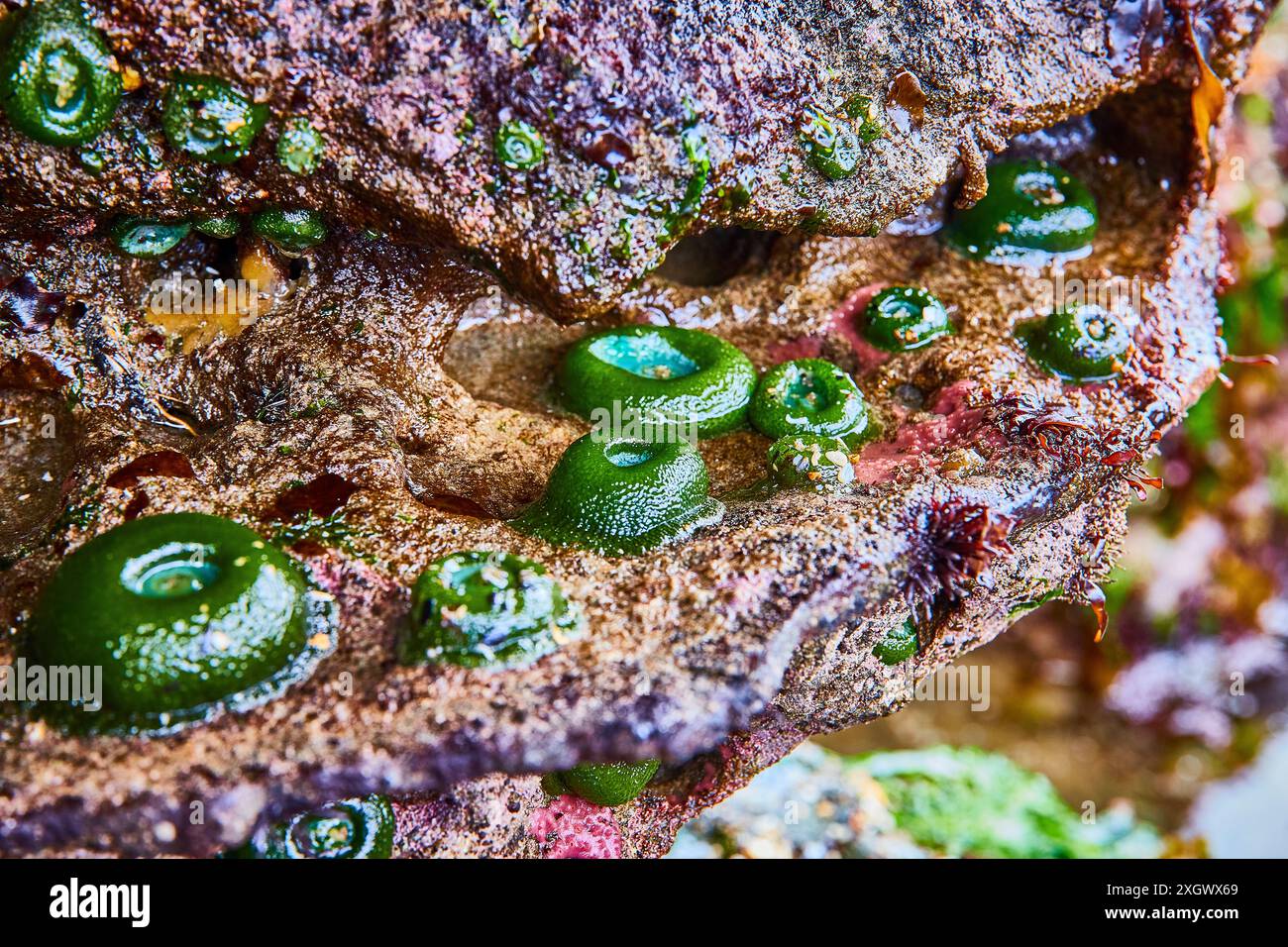 Sea Anemones and Algae in Rocky Tide Pool Close-Up Stock Photo - Alamy