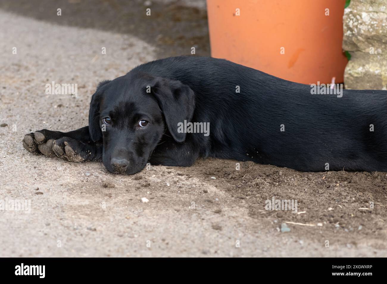 Cute portrait of an 8 week old black Labrador puppy laying down on the ...