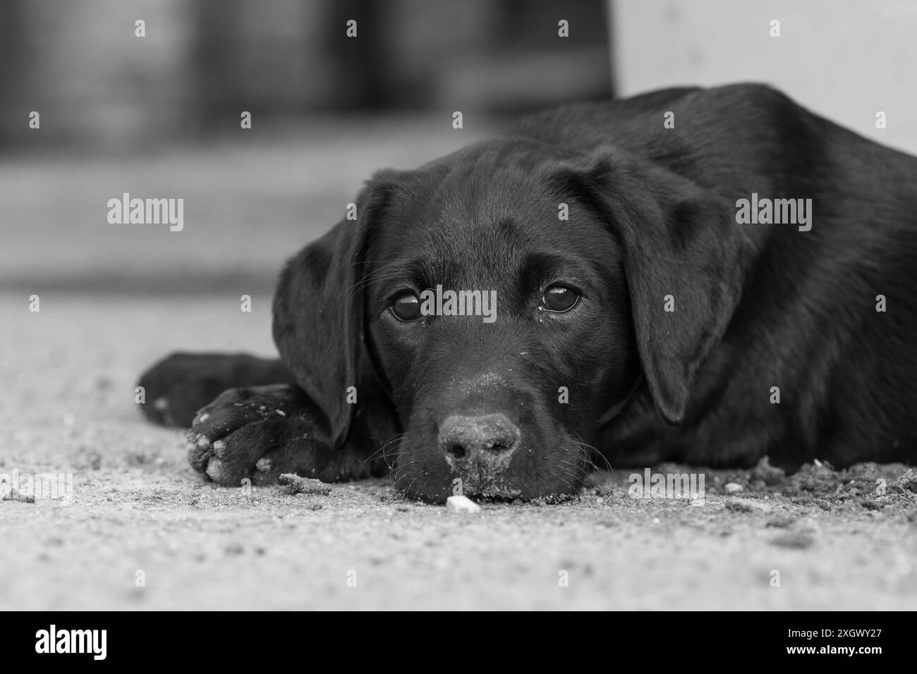 Cute portrait of an 8 week old black Labrador puppy laying down on the ...