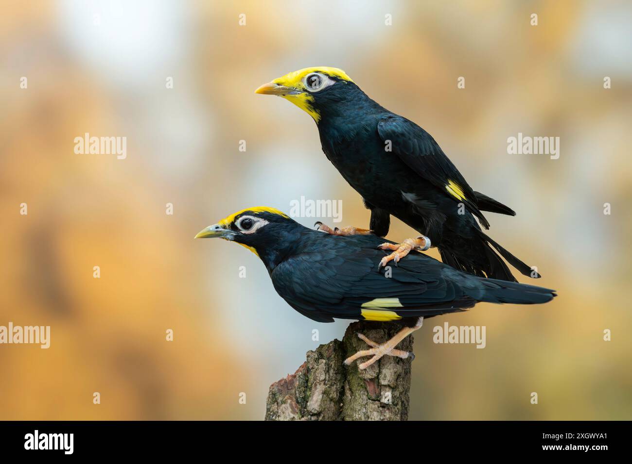 golden-crested myna, Ampeliceps coronatus Stock Photo - Alamy