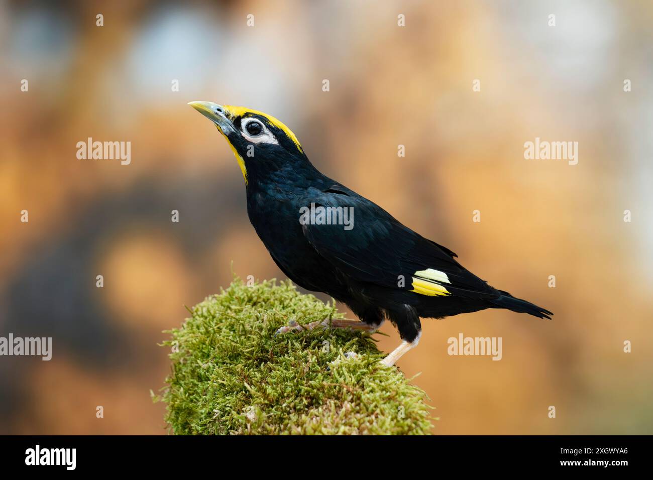 Black crested myna bird hi-res stock photography and images - Alamy
