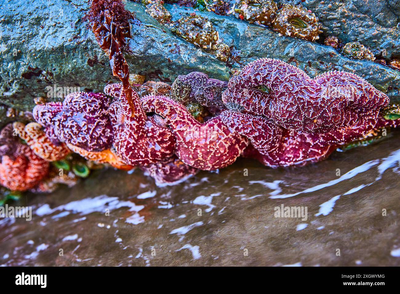 Sea Stars in Colorful Tidal Zone Close-Up Perspective Stock Photo - Alamy