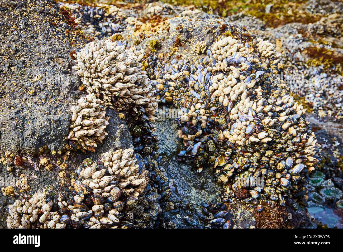 Barnacles and Mussels on Rocky Shoreline Close-Up Stock Photo - Alamy