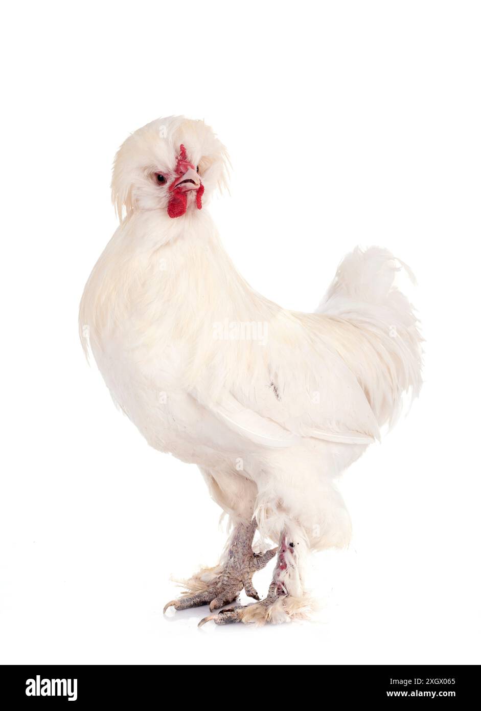 sultan chicken in front of white background Stock Photo - Alamy